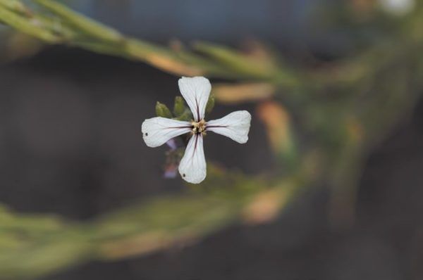 What's So Special About Cruciferous Vegetables? - Tufts Health ...