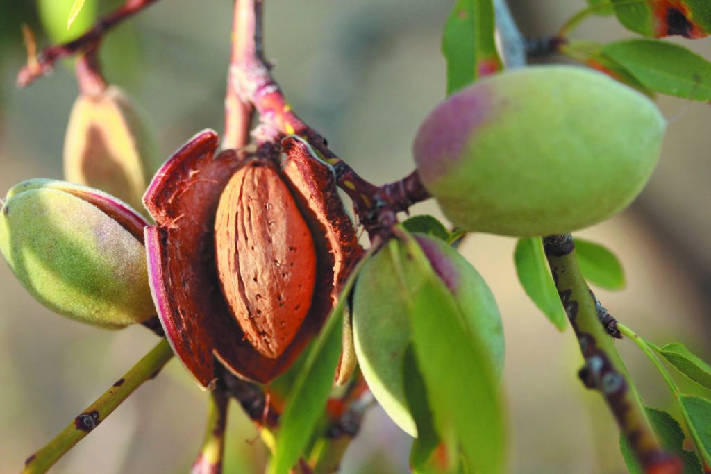 Sustainability of Tree Nuts - Tufts Health & Nutrition Letter